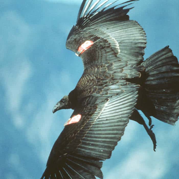 Condors Coming North? - Mountain Valley Living