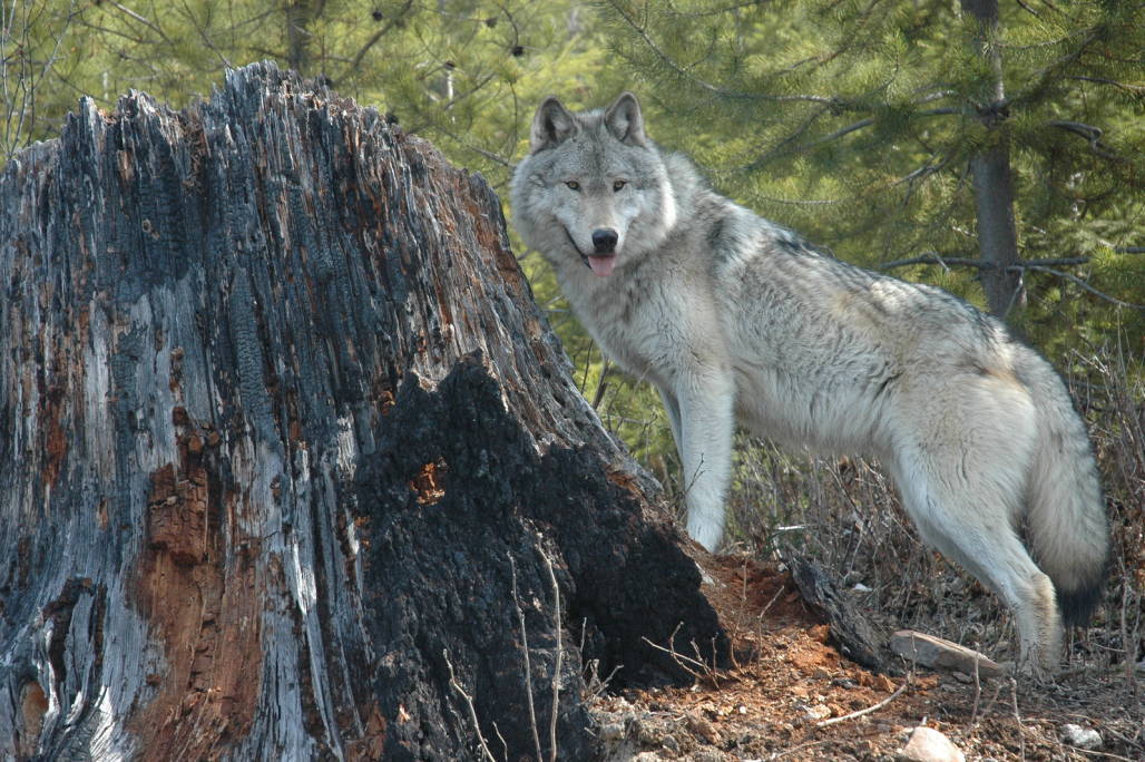 Wolf Update Lassen Pack - Mountain Valley Living