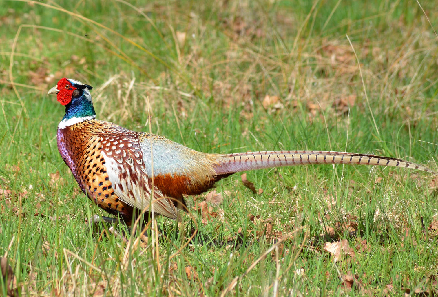 Male Pheasant - Mountain Valley Living