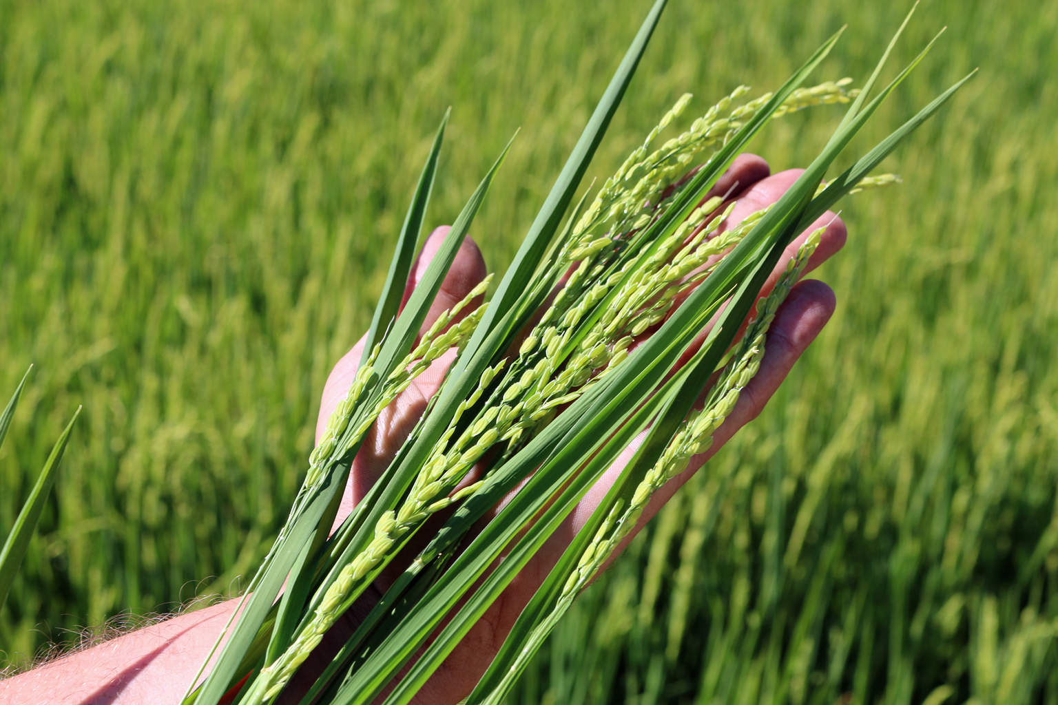 RICE – A TINY GRAIN WITH AN IMPRESSIVE IMPACT - Mountain Valley Living