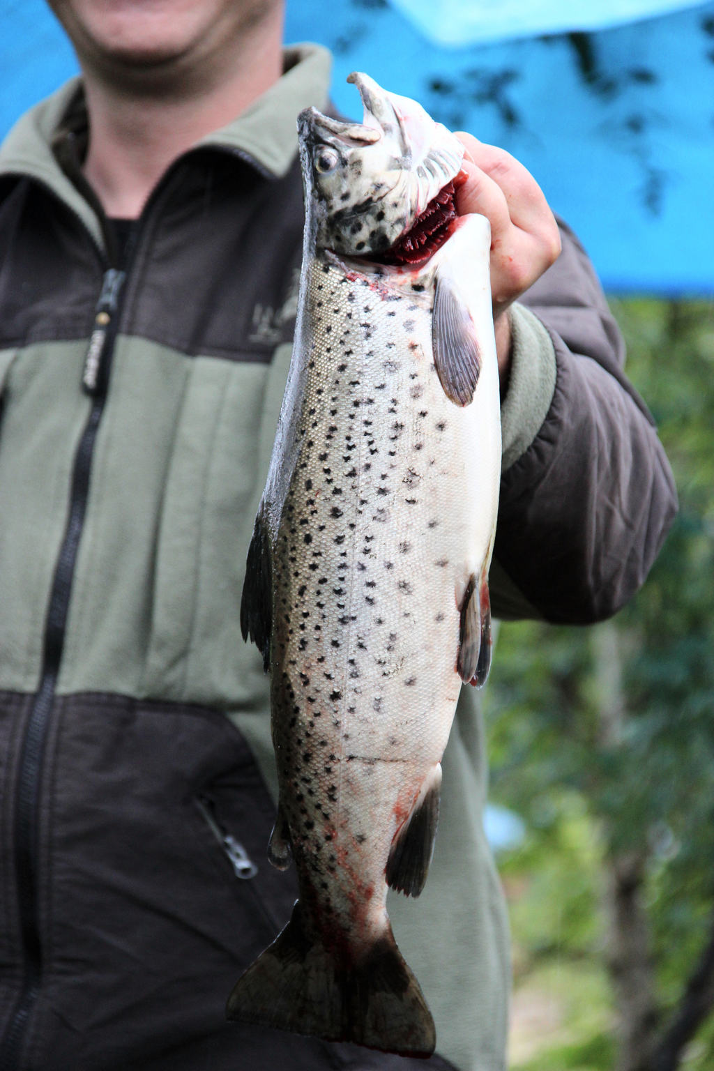 California Heritage Fishing Challenge - Mountain Valley Living