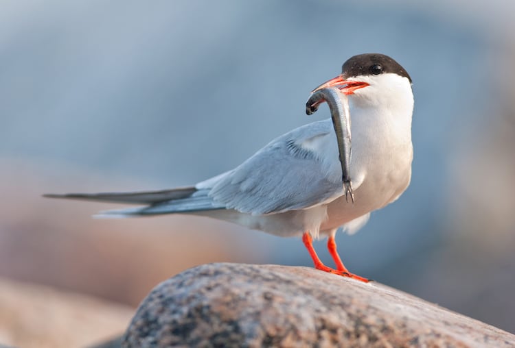 Common Tern - Mountain Valley Living