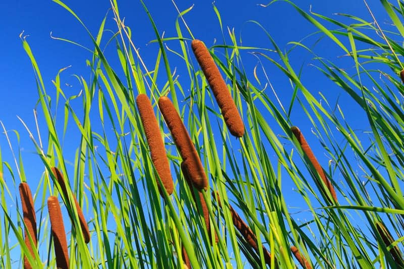 The Versatile Cattail - Mountain Valley Living