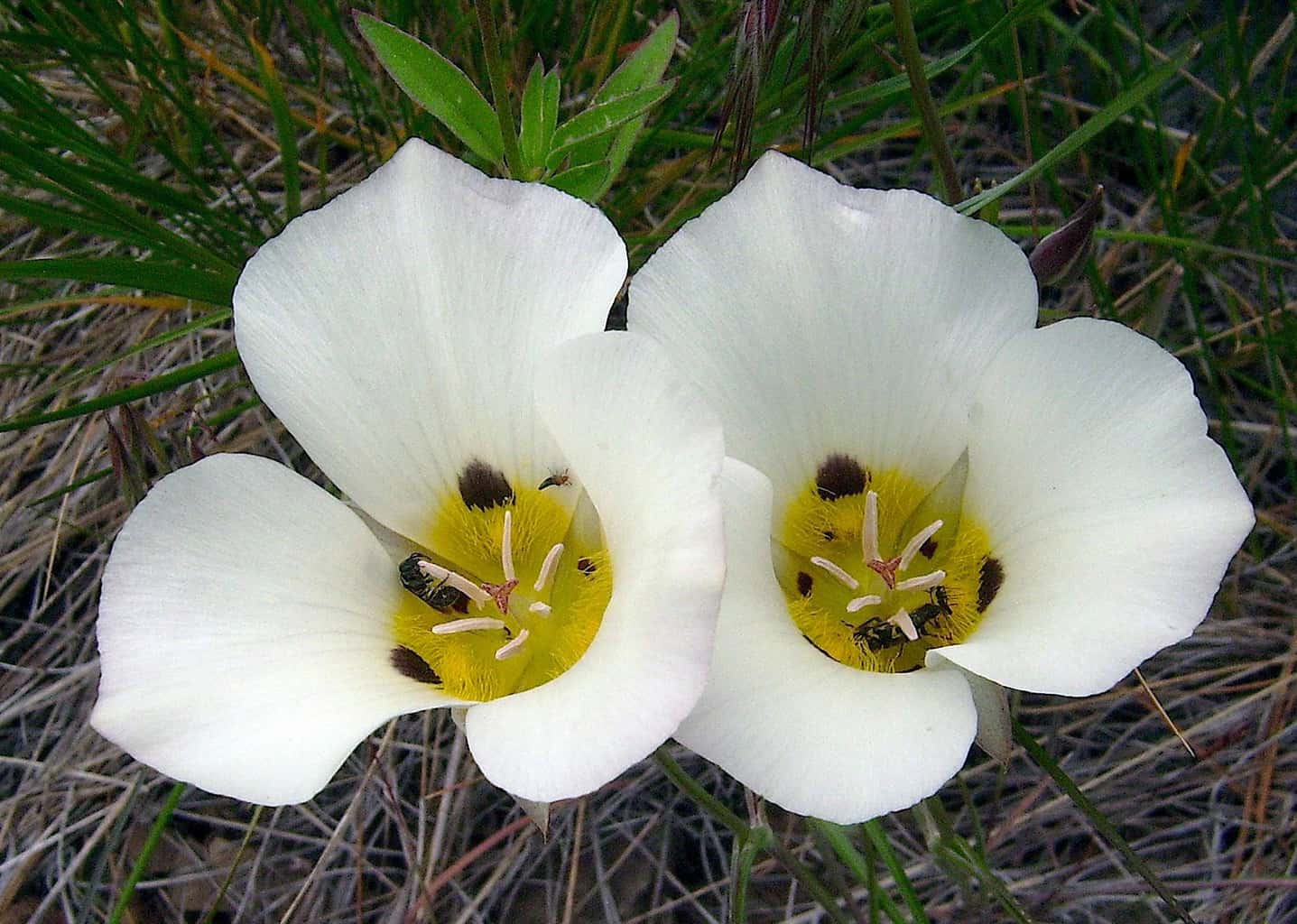 Food From the Wild - Mariposa Lilies Too Pretty to Eat — Edible Plants ...