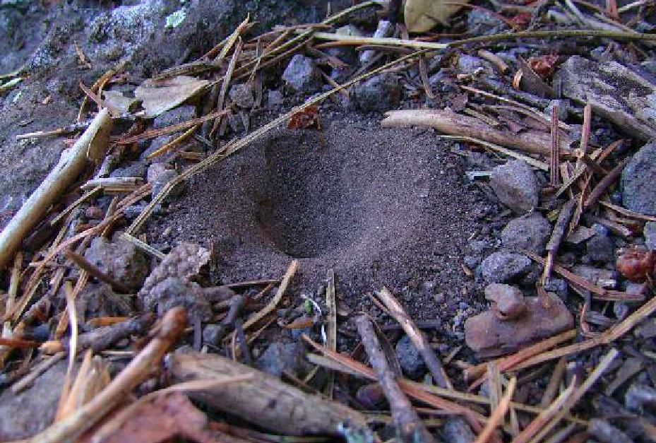 Doodlebugs and Antlions - Mountain Valley Living