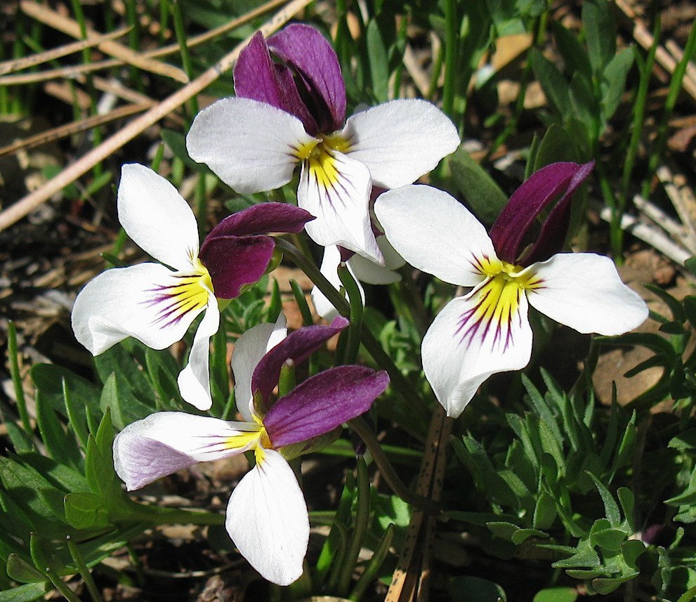 The Great Basin Violet - Mountain Valley Living